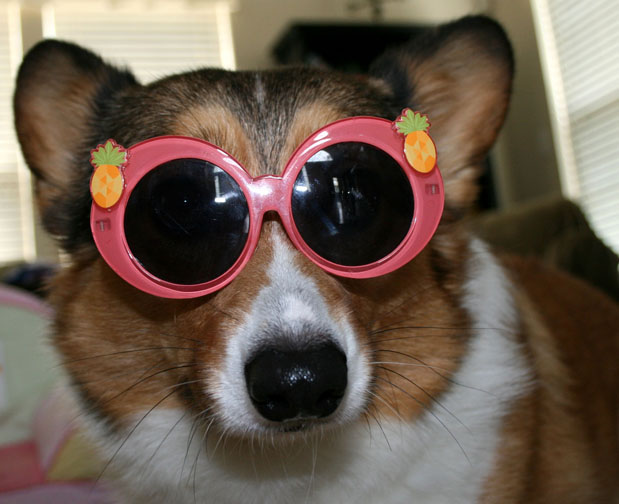 corgis from immer essen farm