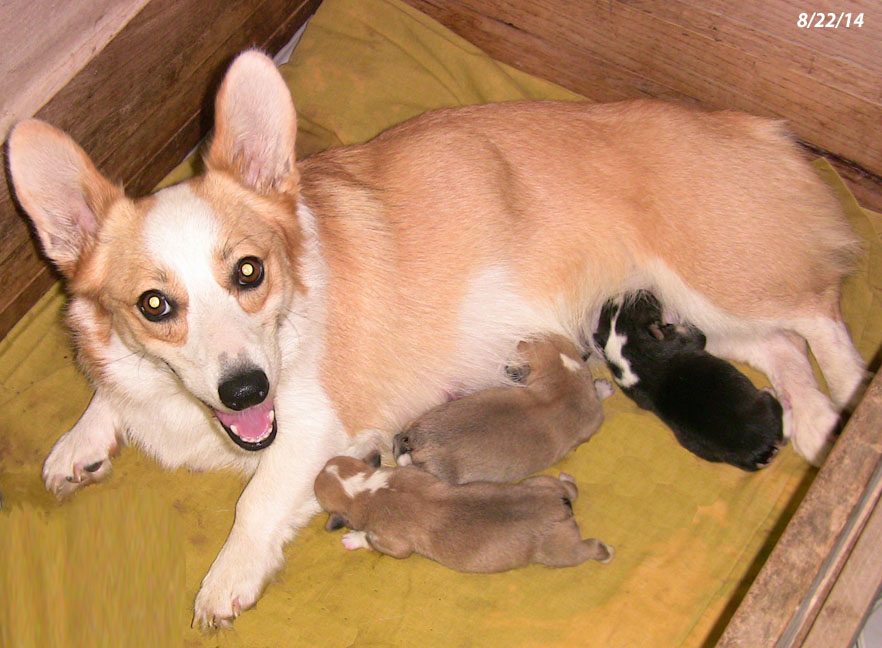 wonderful corgi girls